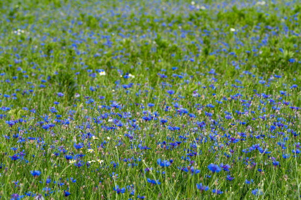 Free Stock Photo of Blue Flowers Blooming in Grass | Download Free ...
