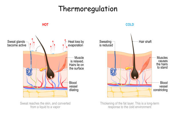 Body Temperature Regulation Body Temperature Regulation