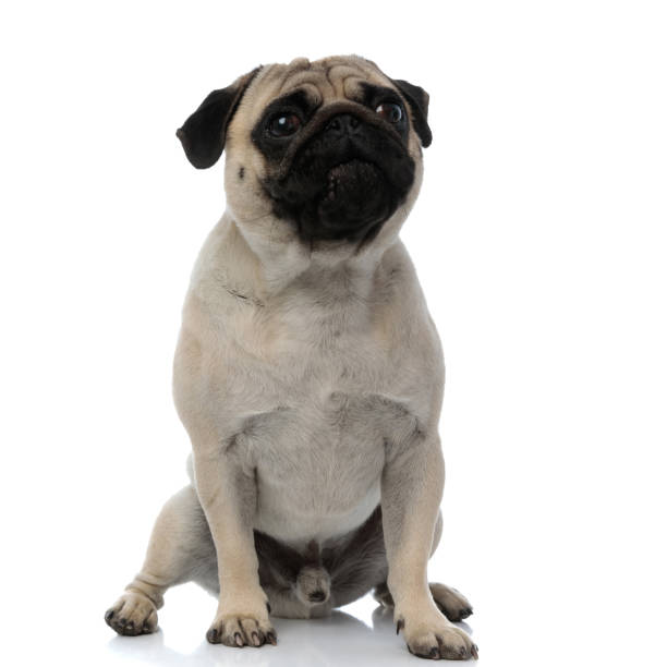 Free Stock Photo of Snarling pug | Download Free Images and Free ...