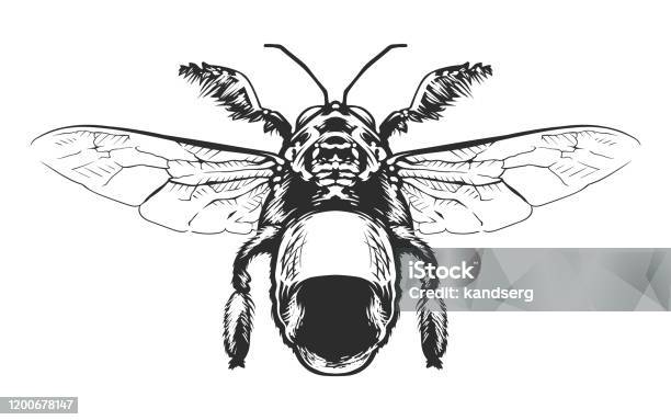 Vector Engraving Insect Stock Illustration Download Image Now