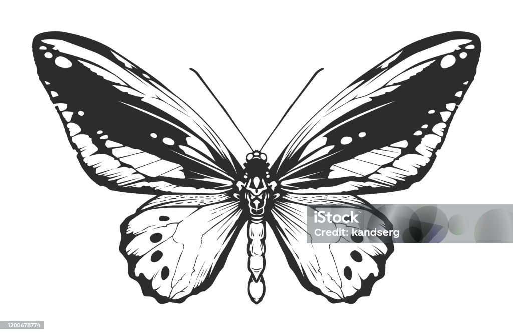 Vector Engraving Insect Stock Illustration Download Image Now