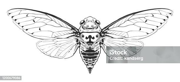 Vector Engraving Insect Stock Illustration Download Image Now