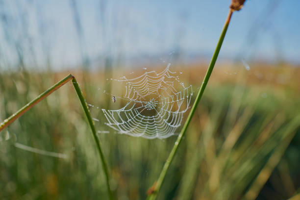 Free Stock Photo of Spider Web in the Middle of a Field | Download Free ...