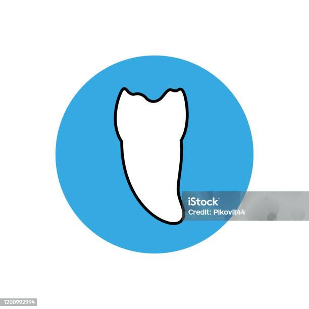 Vector Isolated Illustration Of Tooth Stock Illustration Download