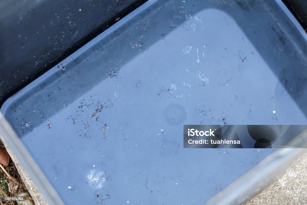 Air Tergenang Dalam Wadah Sampah Dan Gelas Plastik Berpotensi Untuk Tempat Berkembang Biak