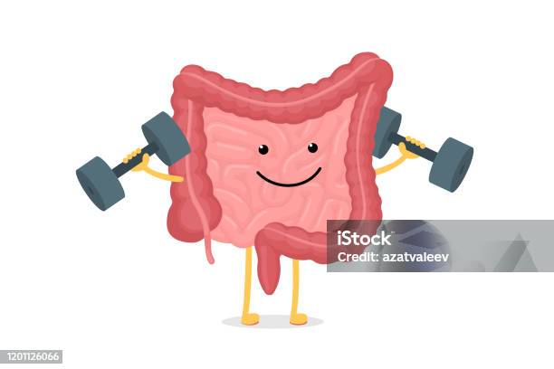 Lucu Kartun Sehat Usus Karakter Dengan Dumbbells Pencernaan Rongga Perut Dan Ekskresi Organ
