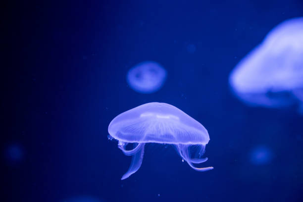 Medusas Pictures | Download Free Images on Unsplash