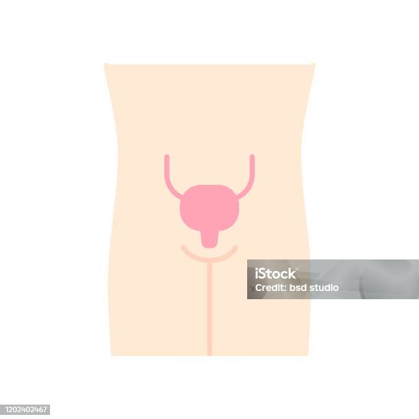 La Vessie Urinaire Saine Plate Conception Longue Icône De Couleur
