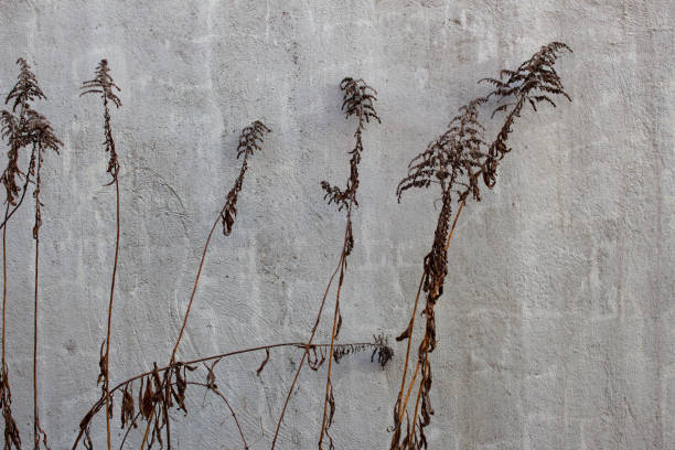 Dry overgrowth on the concrete wall | Free Stock Image - Barnimages