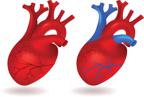 Human Heart 모델 관상동맥 우회 수술에 대한 스톡 벡터 아트 및 기타 이미지 관상동맥 우회 수술 벡터 인간의
