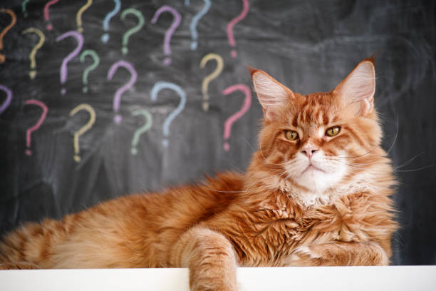Confused Cat Pictures | Download Free Images on Unsplash