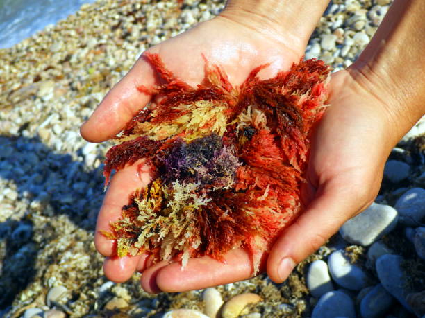 Red Algae Pictures | Download Free Images on Unsplash