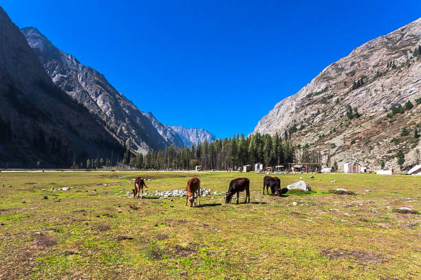Kalam Pictures | Download Free Images on Unsplash