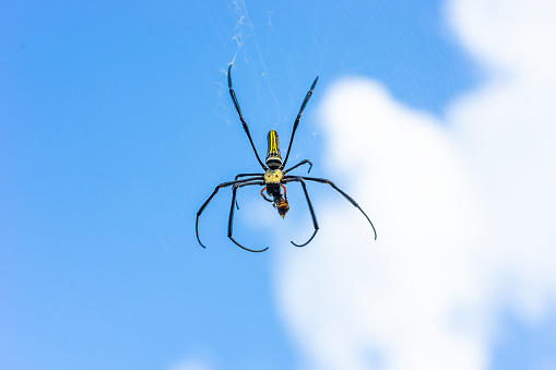 Penenun Bola Emas Raksasa Nephila Pilipes Foto Stok - Unduh Gambar ... Penenun Bola Emas Raksasa Nephila Pilipes Foto Stok - Unduh Gambar ...