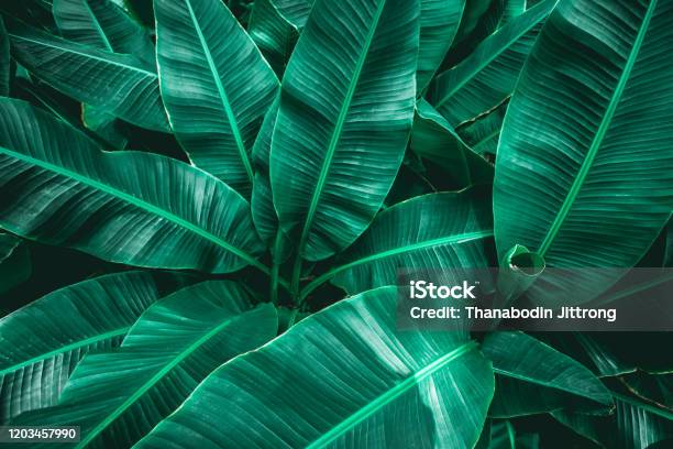 Tekstur Daun Pisang Tropis Di Kebun Foto Stok Unduh Gambar Sekarang