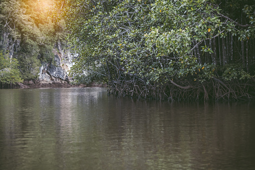 Konsep Hutan Mangrove Tepi Hutan Mangrove Yang Indah Di Provinsi Trang