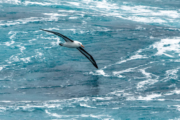 Free Stock Photo of Albatross gliding over ocean waters | Download Free ...