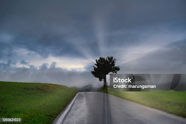 Pohon Terbengkalai Di Tepi Jalan Ketika Sinar Matahari Melewati Bagian ... Pohon Terbengkalai Di Tepi Jalan Ketika Sinar Matahari Melewati Bagian ...