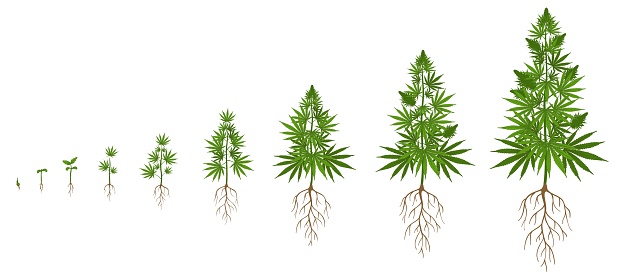 Siklus Pertumbuhan Tanaman Rami Budidaya Ganja Penanaman Biji Ganja Dan