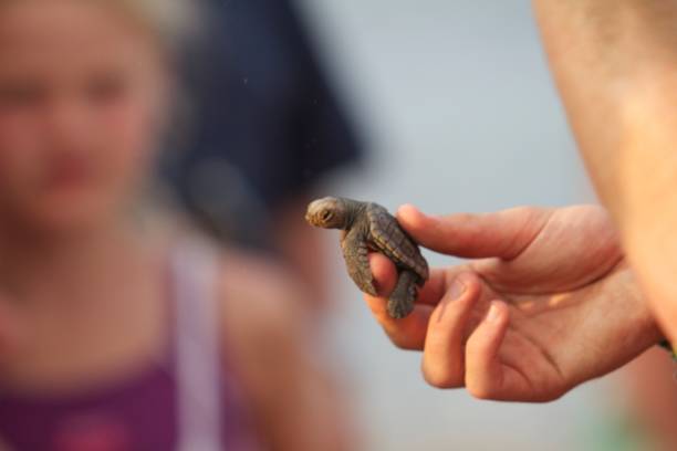 Free picture: baby, loggerhead, turtle, details, close