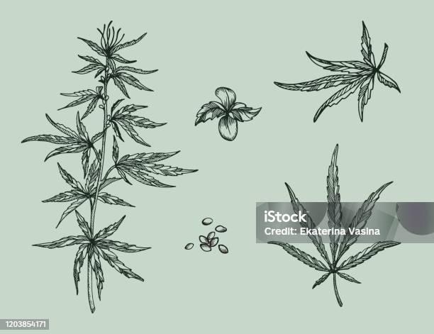 Seperangkat Daun Cabang Dan Biji Tanaman Rami Produk Organik Sketsa