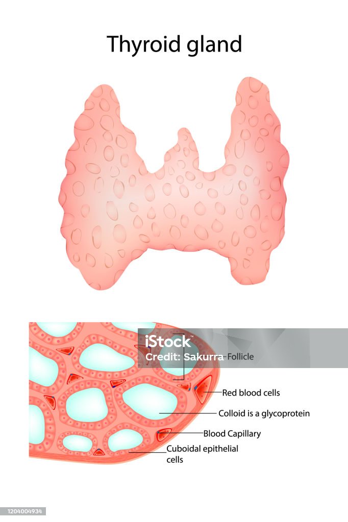 Anatomy Of The Thyroid Gland Follicular Cells Stock Illustration Download Image Now Thyroid
