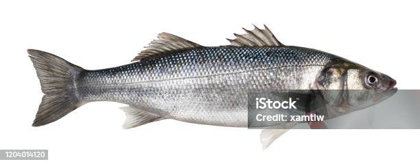 Satu Ikan Bass Laut Segar Terisolasi Dengan Latar Belakang Putih Foto
