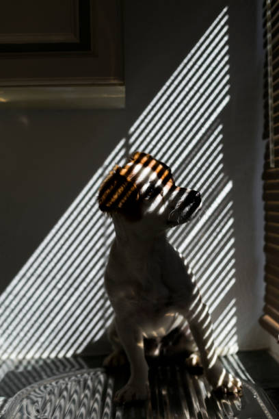 Dog Shadow Pictures | Download Free Images on Unsplash