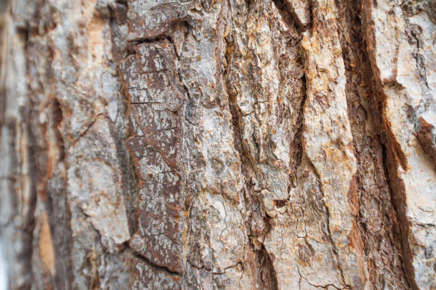 Free picture: Photograph of tree trunk bark with metal fasteners