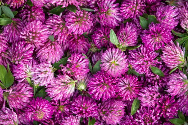Red Clover Pictures | Download Free Images on Unsplash