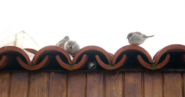 Free Stock Photo of A bird standing on a roof | Download Free Images ...