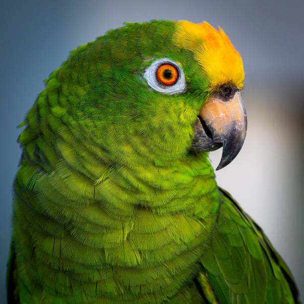 200 Lora Nuca Amarilla Fotografías De Stock Fotos E Imágenes Libres