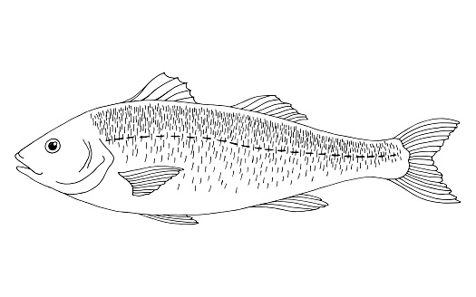 Ikan Bass Laut Grafis Hitam Putih Terisolasi Ilustrasi Vektor Ilustrasi Stok Unduh Gambar
