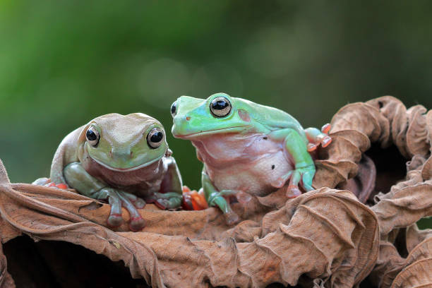 Cute Frog Pictures | Download Free Images on Unsplash