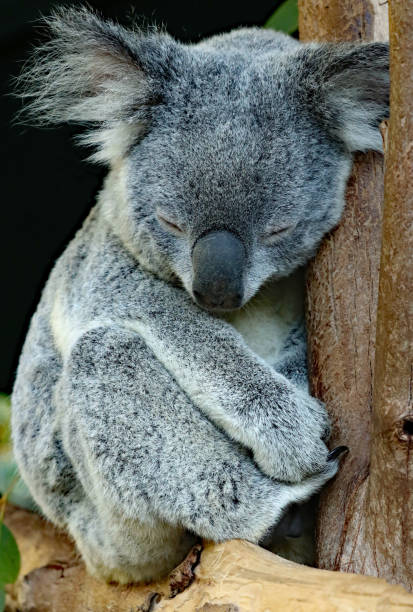 13.700+ Koala Fotos Stockfoto's, afbeeldingen en royalty-free beelden ... 13.700+ Koala Fotos Stockfoto's, afbeeldingen en royalty-free beelden ...