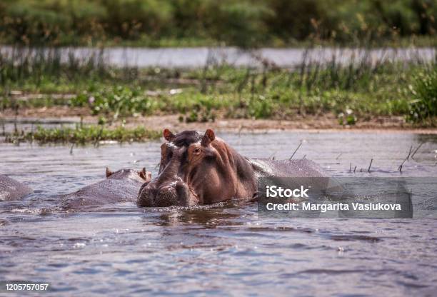 Ibu Dan Bayi Kuda Nil Duduk Di Air Di Sungai Nil Foto Stok - Unduh ... Ibu Dan Bayi Kuda Nil Duduk Di Air Di Sungai Nil Foto Stok - Unduh ...