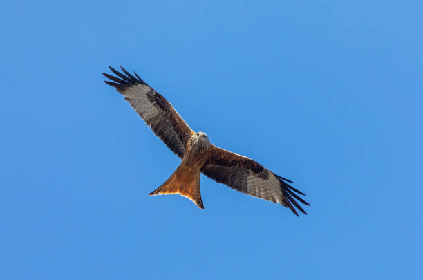 Red Kite Pictures | Download Free Images on Unsplash
