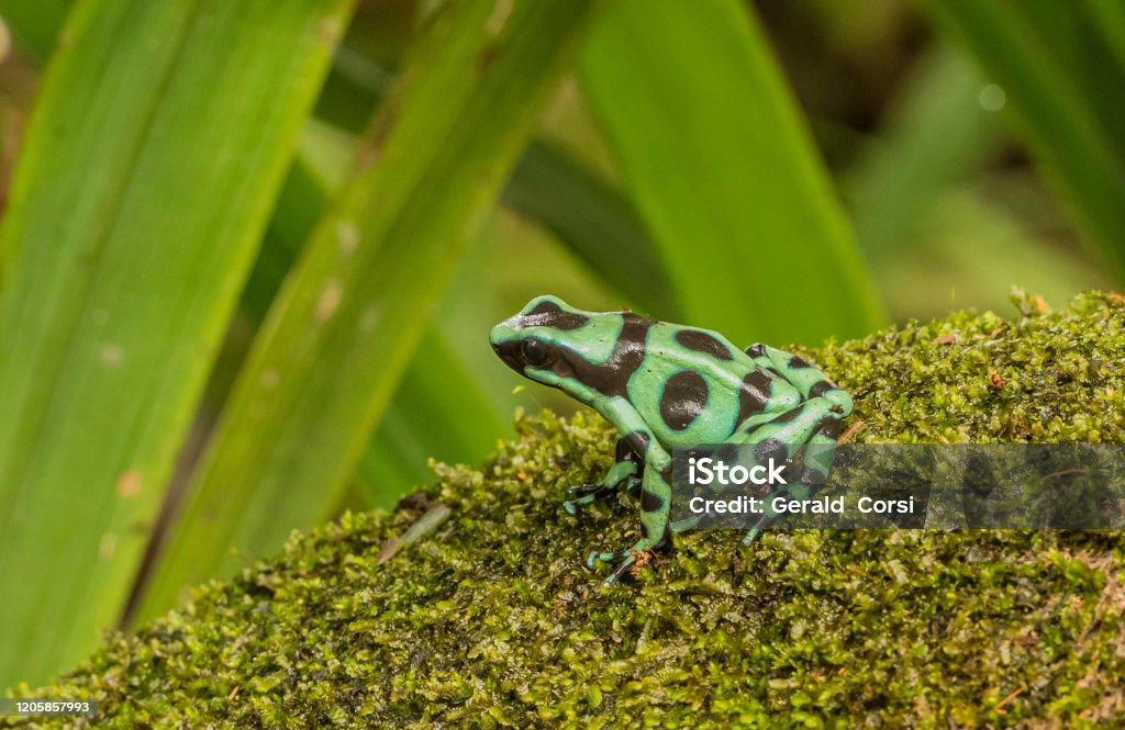 Katak Dart Racun Hijauhitam Juga Dikenal Sebagai Katak Panah Racun