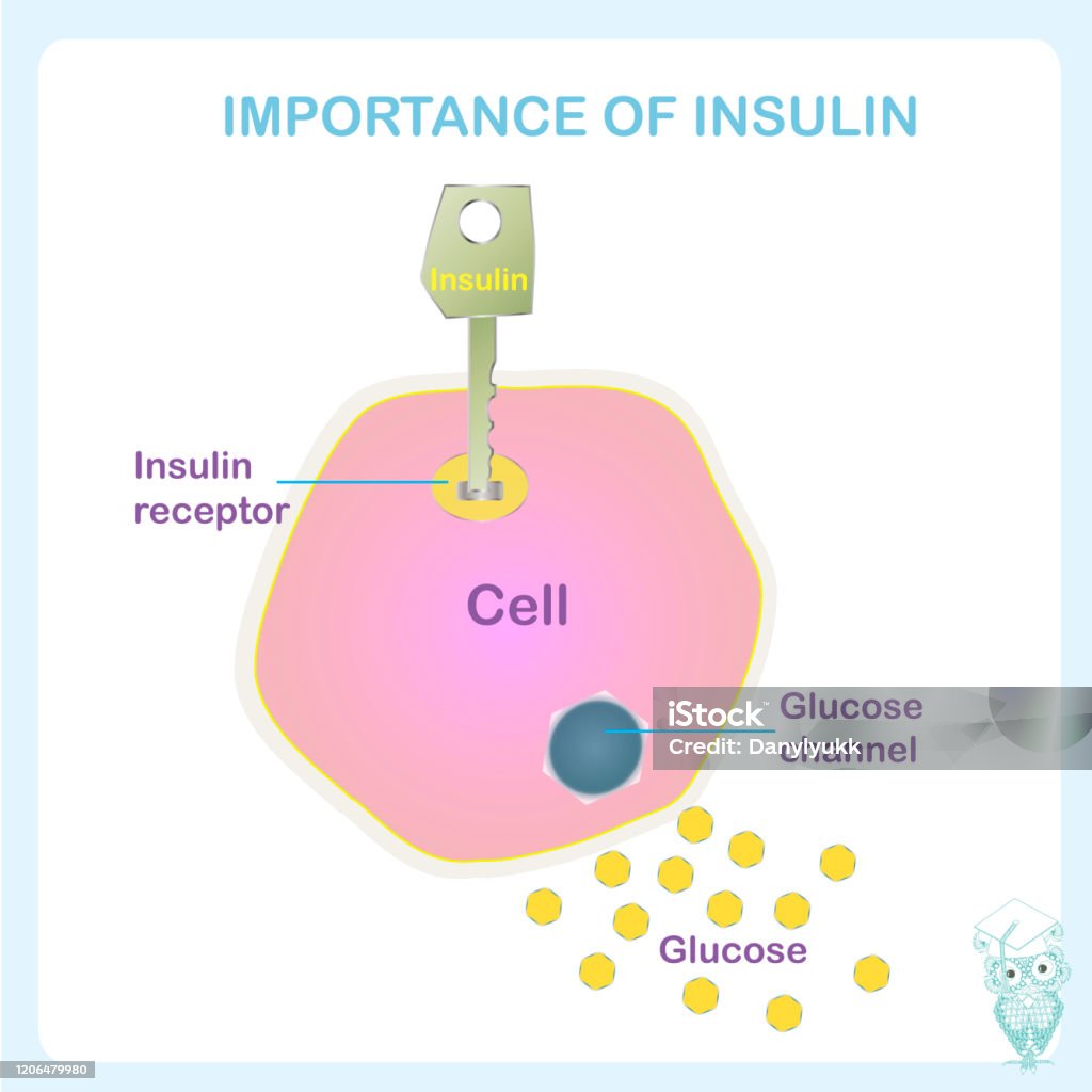 Insulin Hormone How Does Insulin Work Scheme Illustration For Education