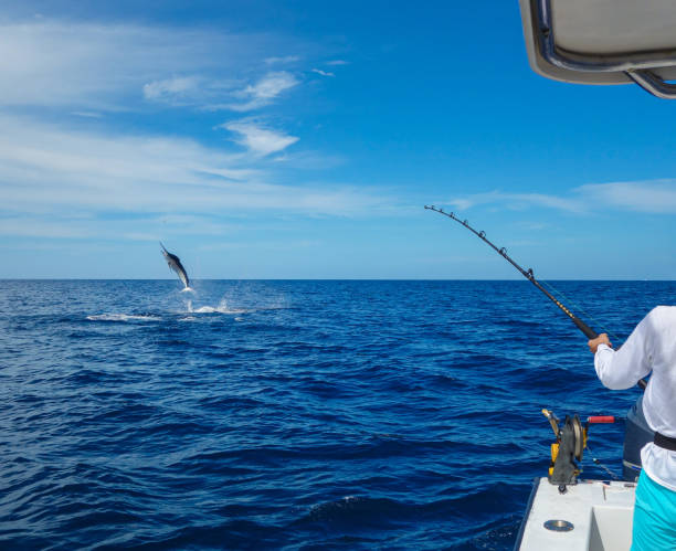 Ocean Fishing Pictures | Download Free Images on Unsplash