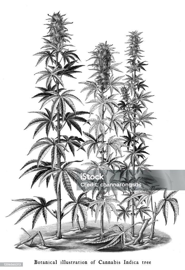 Cannabis Indica Pohon Botani Vintage Ukiran Ilustrasi Hitam Dan Putih ... Cannabis Indica Pohon Botani Vintage Ukiran Ilustrasi Hitam Dan Putih ...
