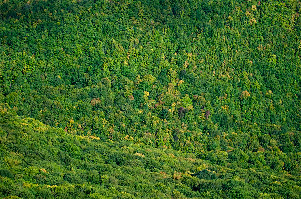 Free Stock Photo of Dense Forest With Abundant Trees Beneath Green Sky ...