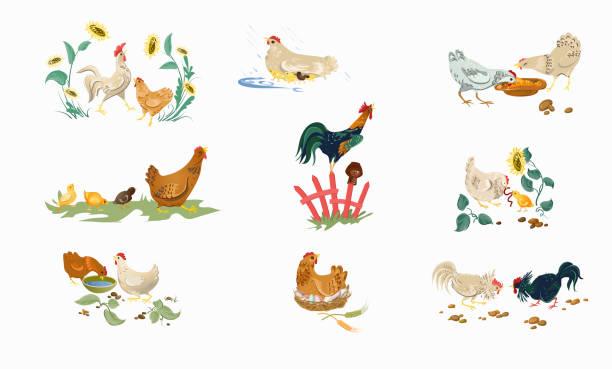Poultry Farming Clipart Illustrations