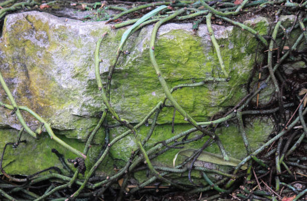 Free Stock Photo of Vine Ball on Rock | Download Free Images and Free ...