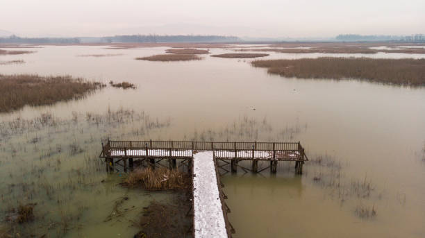 Free picture: wooden pier, lake, marshland, swamp