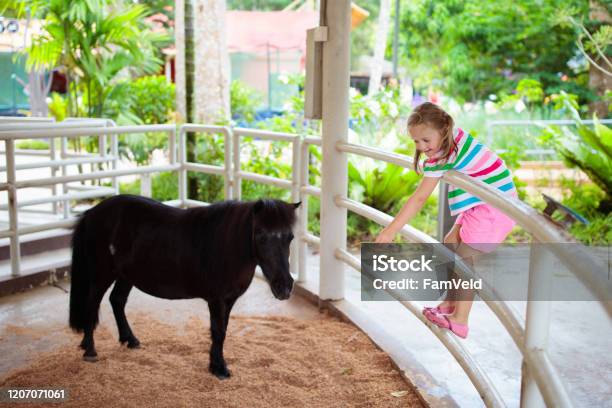 Child Riding Horse Kids Ride Pony Stock Photo - Download Image Now ... Child Riding Horse Kids Ride Pony Stock Photo - Download Image Now ...