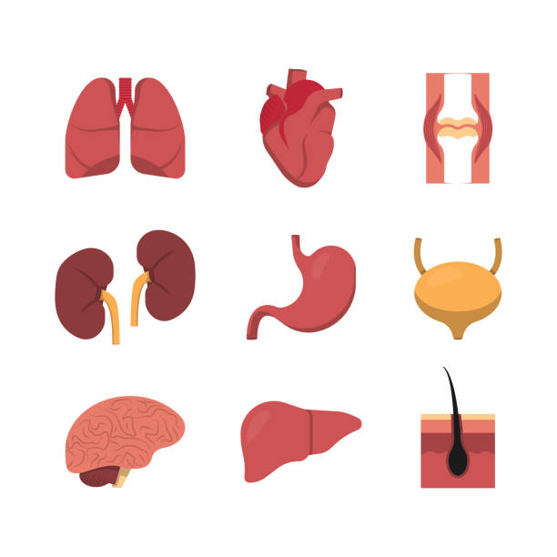 30 Anatomy Of The Testis Cartoon Illustrations Royalty Free Vector