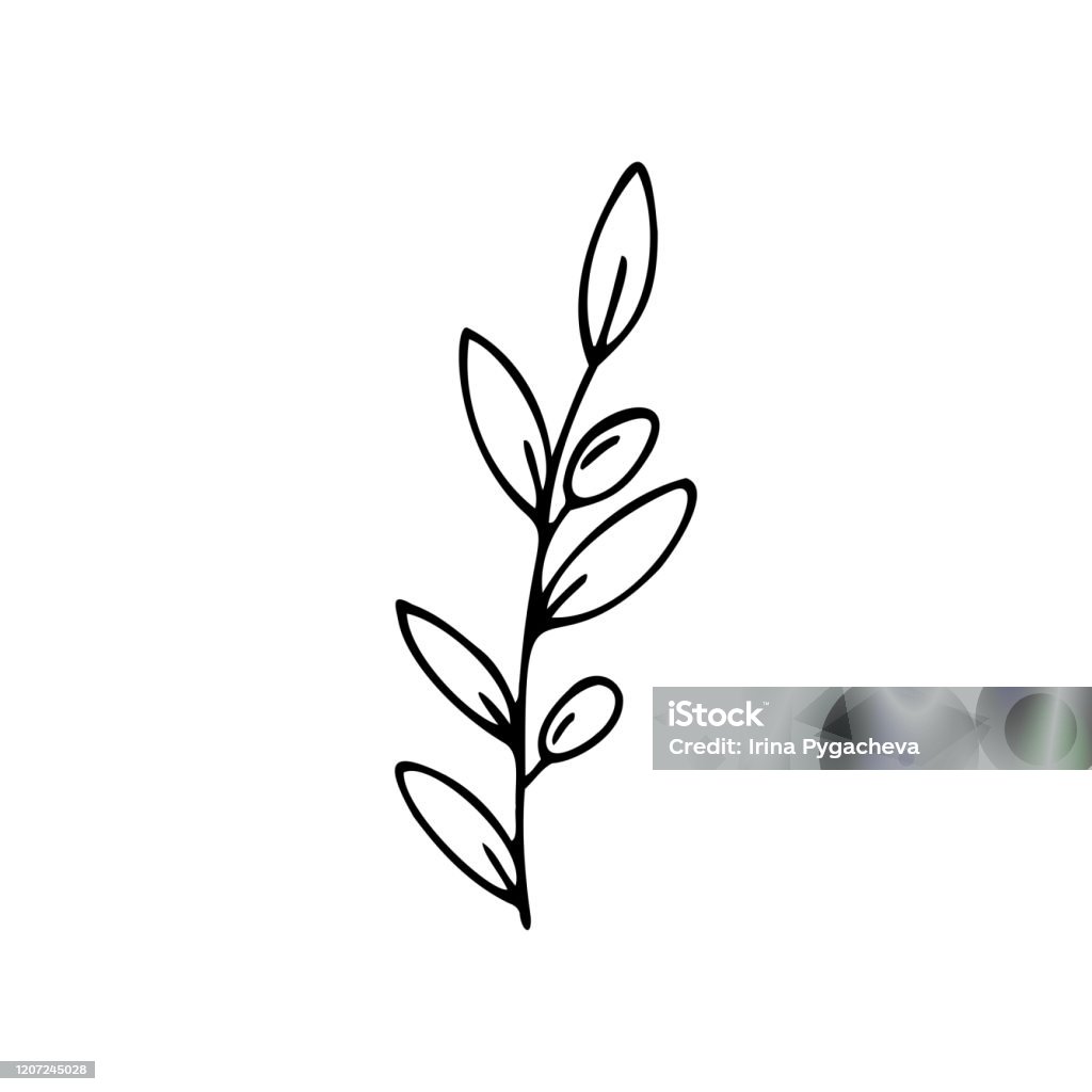 Branchement Dolivier Dessiné À La Main Disolement Sur Un Fond Blanc