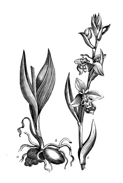 20 Ophrys Illustrations Graphiques Vectoriels Libre De Droits Et Clip