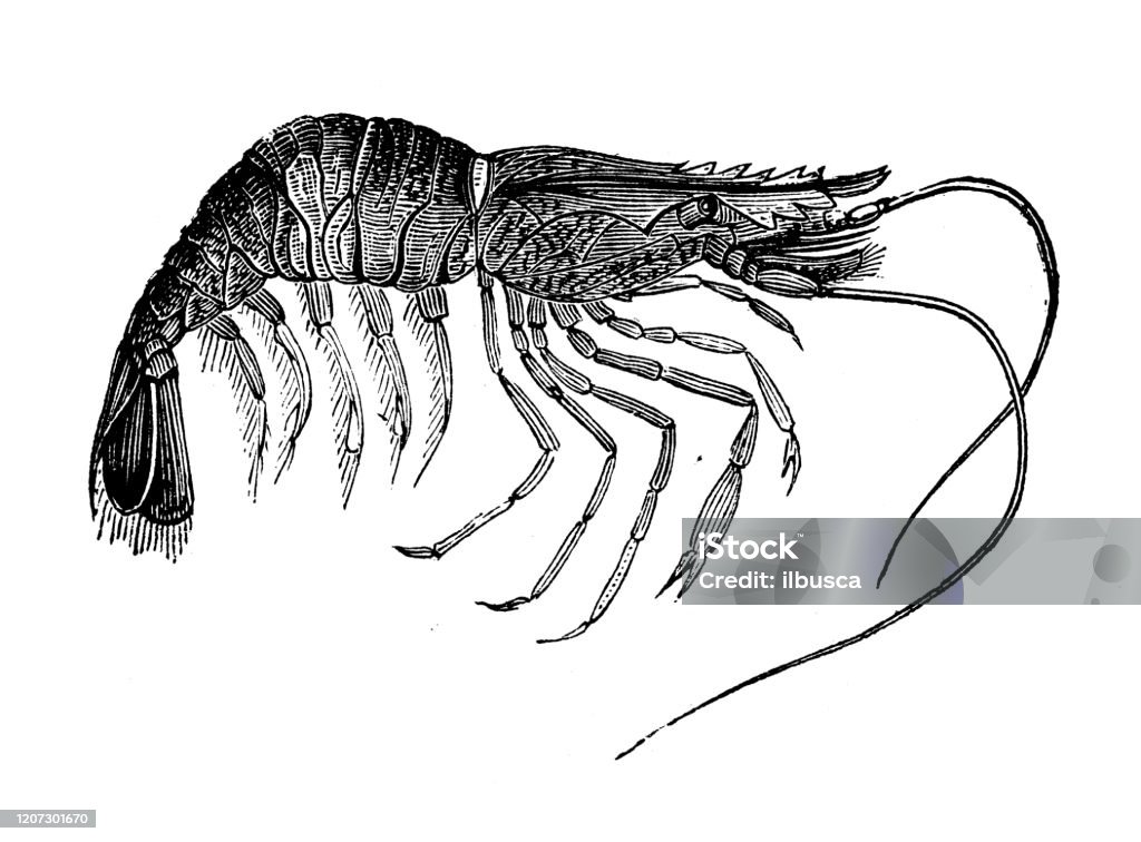Antique Animal Illustration Caridea Caridean Shrimp Stock Illustration ... Antique Animal Illustration Caridea Caridean Shrimp Stock Illustration ...